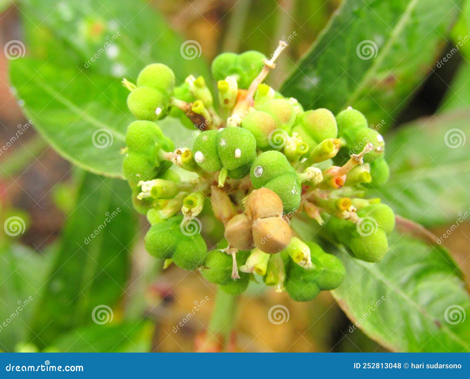 Fruit from Wild Plants that Contain Sap Stock Photo - Image of ...