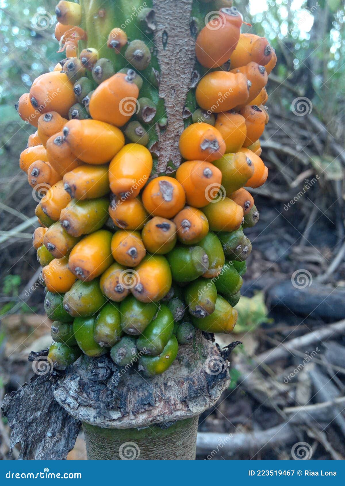 Fruit of wild plants stock image. Image of plant, liar - 223519467