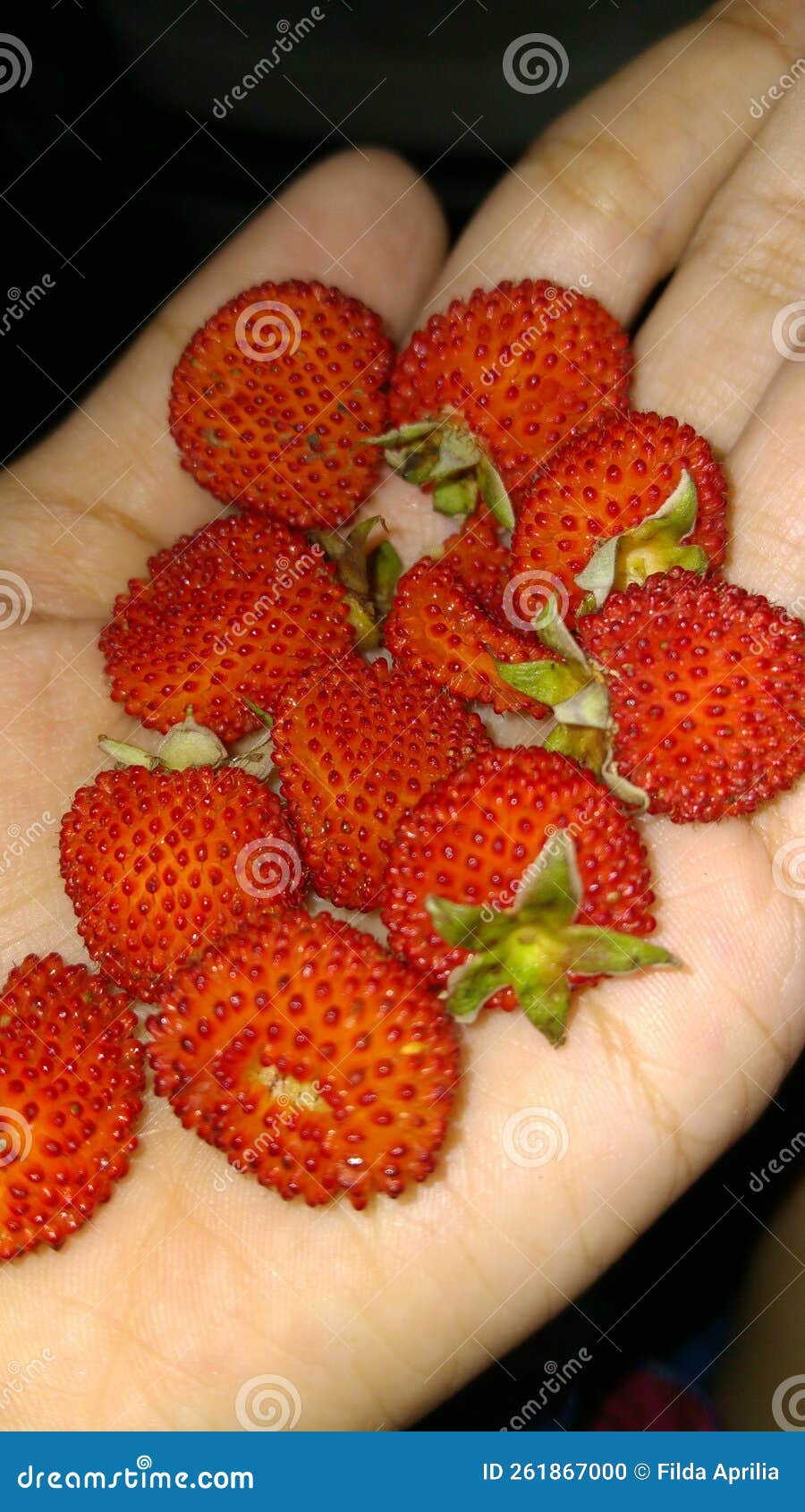 The Fruit: Wild Raspberry in Hand Stock Photo - Image of wild ...
