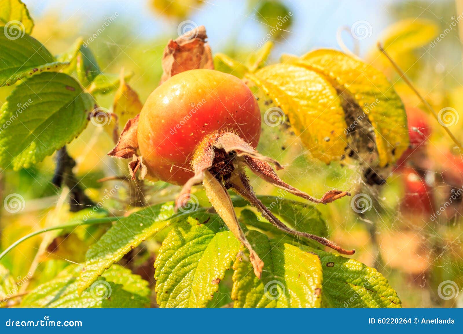 Fruit Wild Rose in Natural Setting Outdoor Stock Photo - Image of plant ...