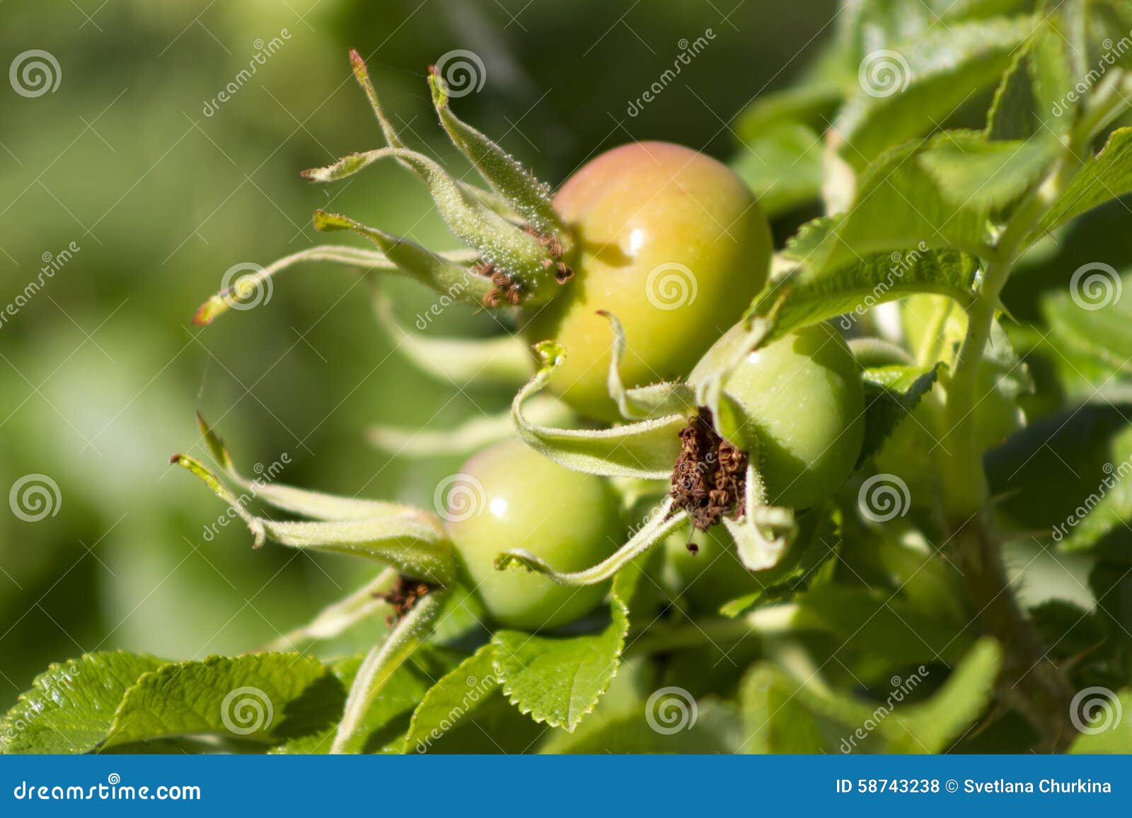 Fruit of a wild rose stock photo. Image of floral, garden - 58743238