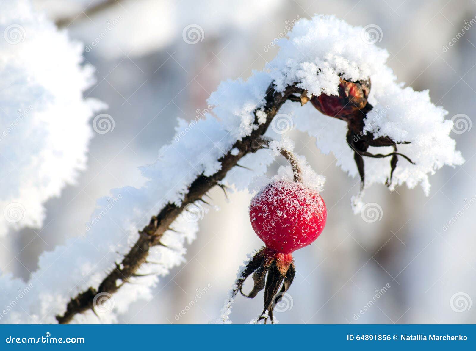 The Fruit of Wild Rose in the Snow on the Bush in Winter Stock Photo ...