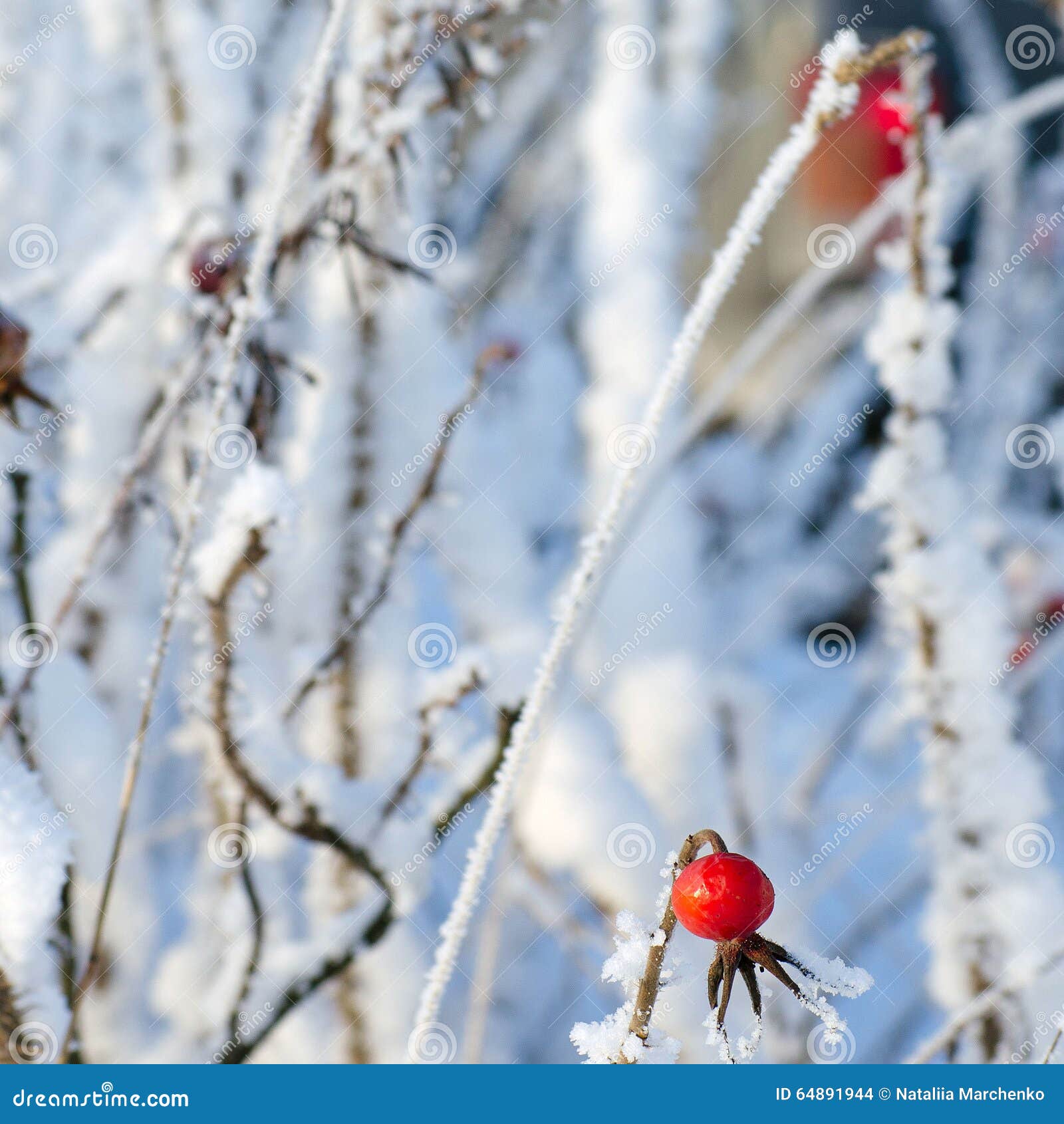 The Fruit of Wild Rose in the Snow on the Bush in Winter Stock Photo ...