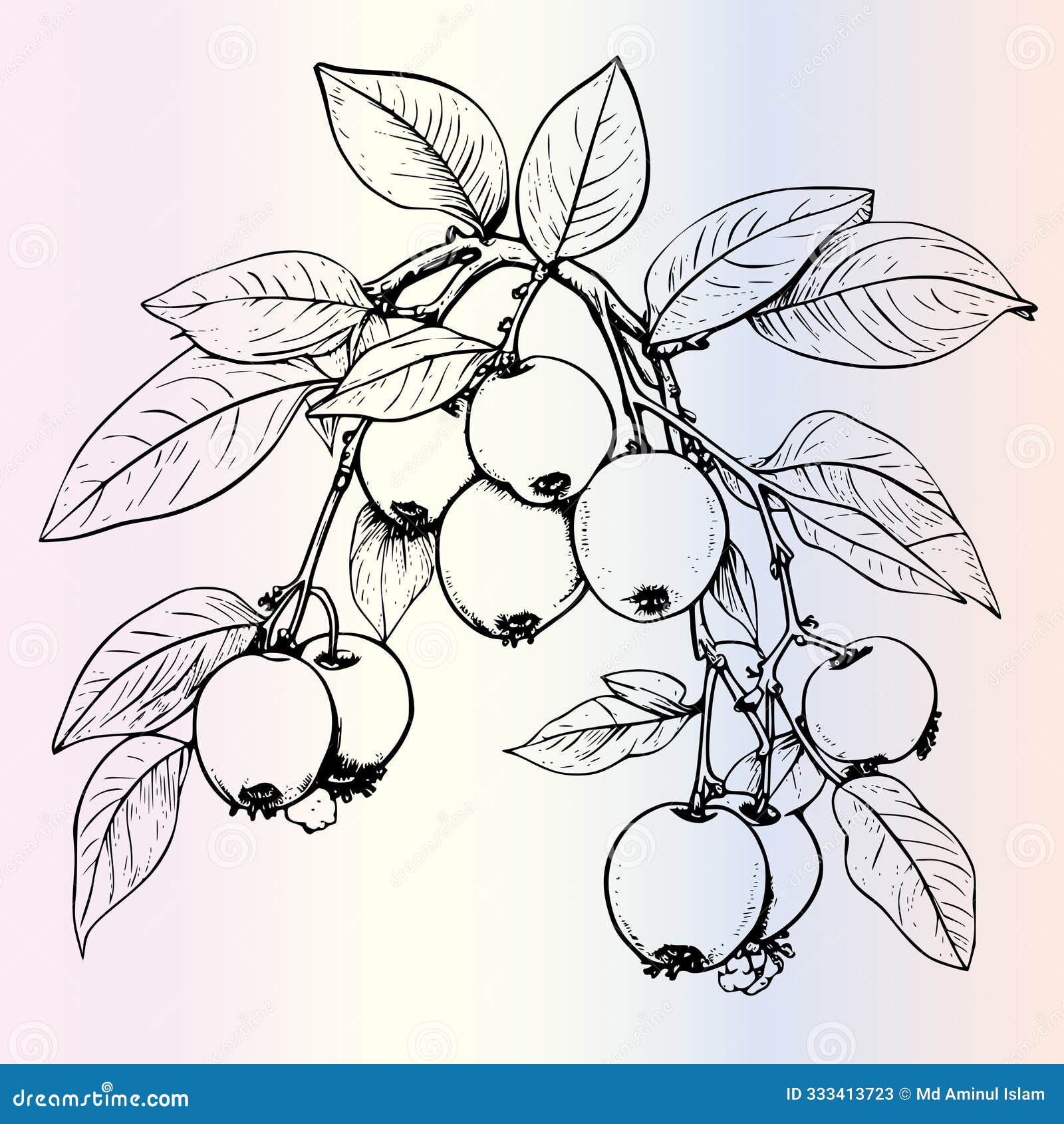 Fruit Ximenia Coloring Page for Kids Stock Vector - Illustration of ...