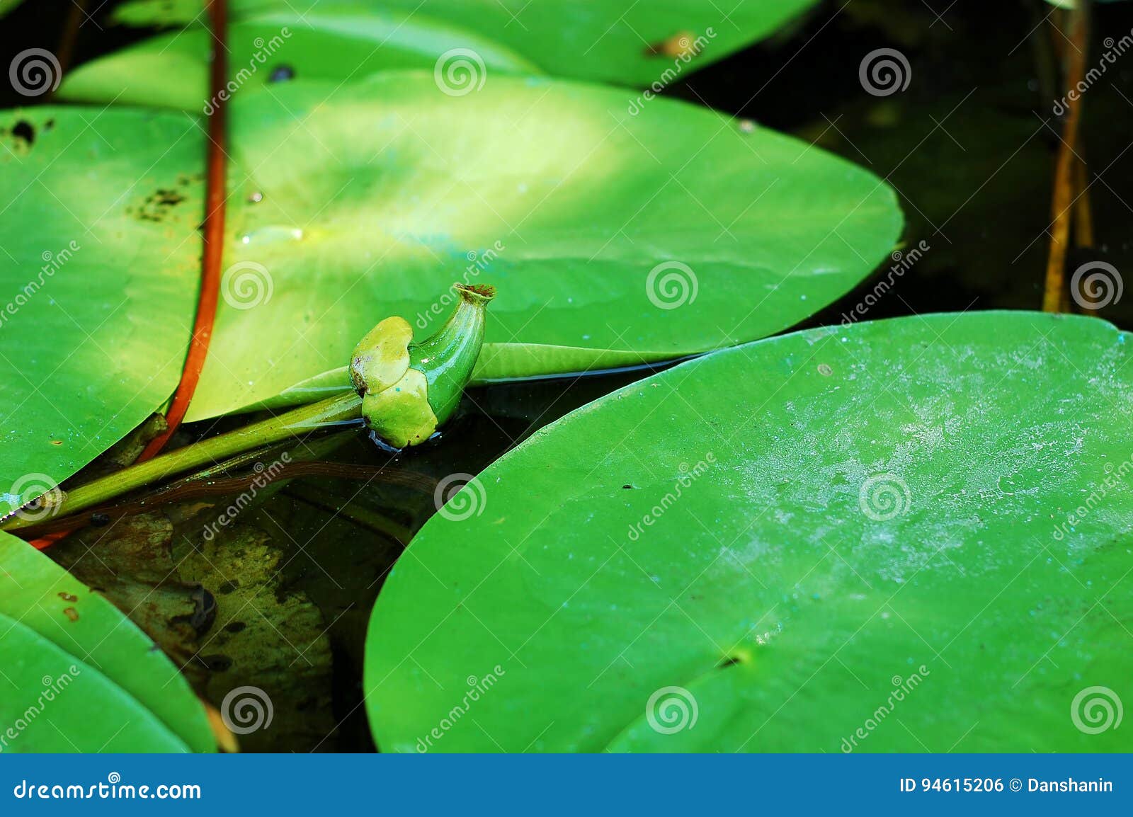 Fruit of Yellow Water-lily Spatter-dock in the Pond Stock Photo - Image ...