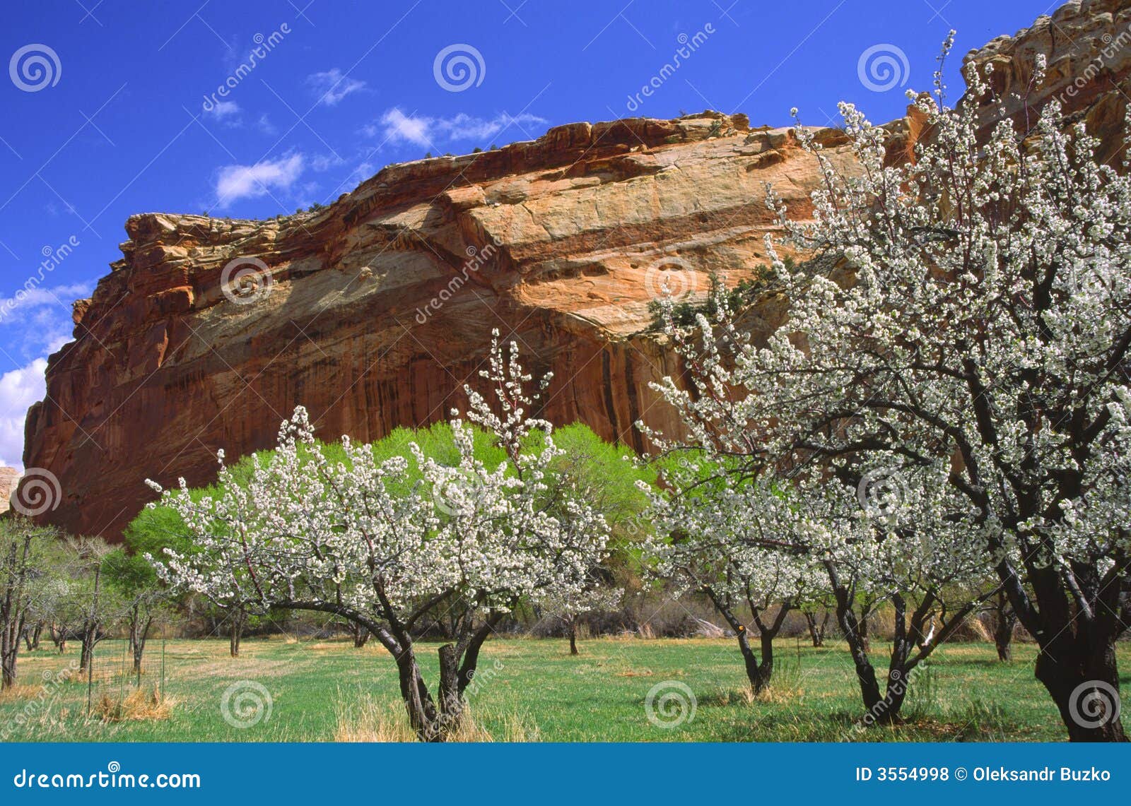 Fruita Garden in Canyonlands Stock Photo - Image of sunny, utah: 3554998