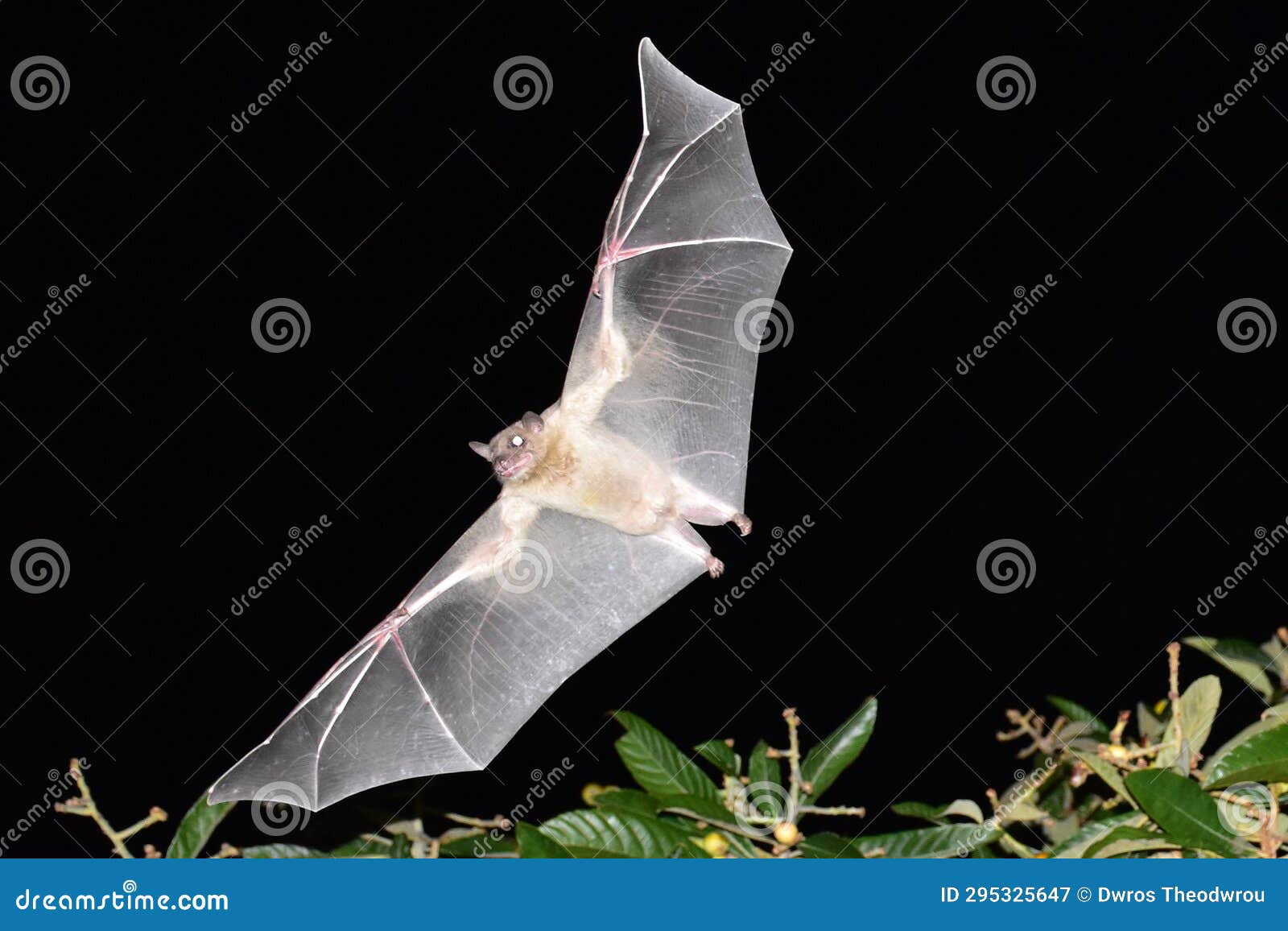 Nightbat Stock Photos - Free & Royalty-Free Stock Photos from Dreamstime