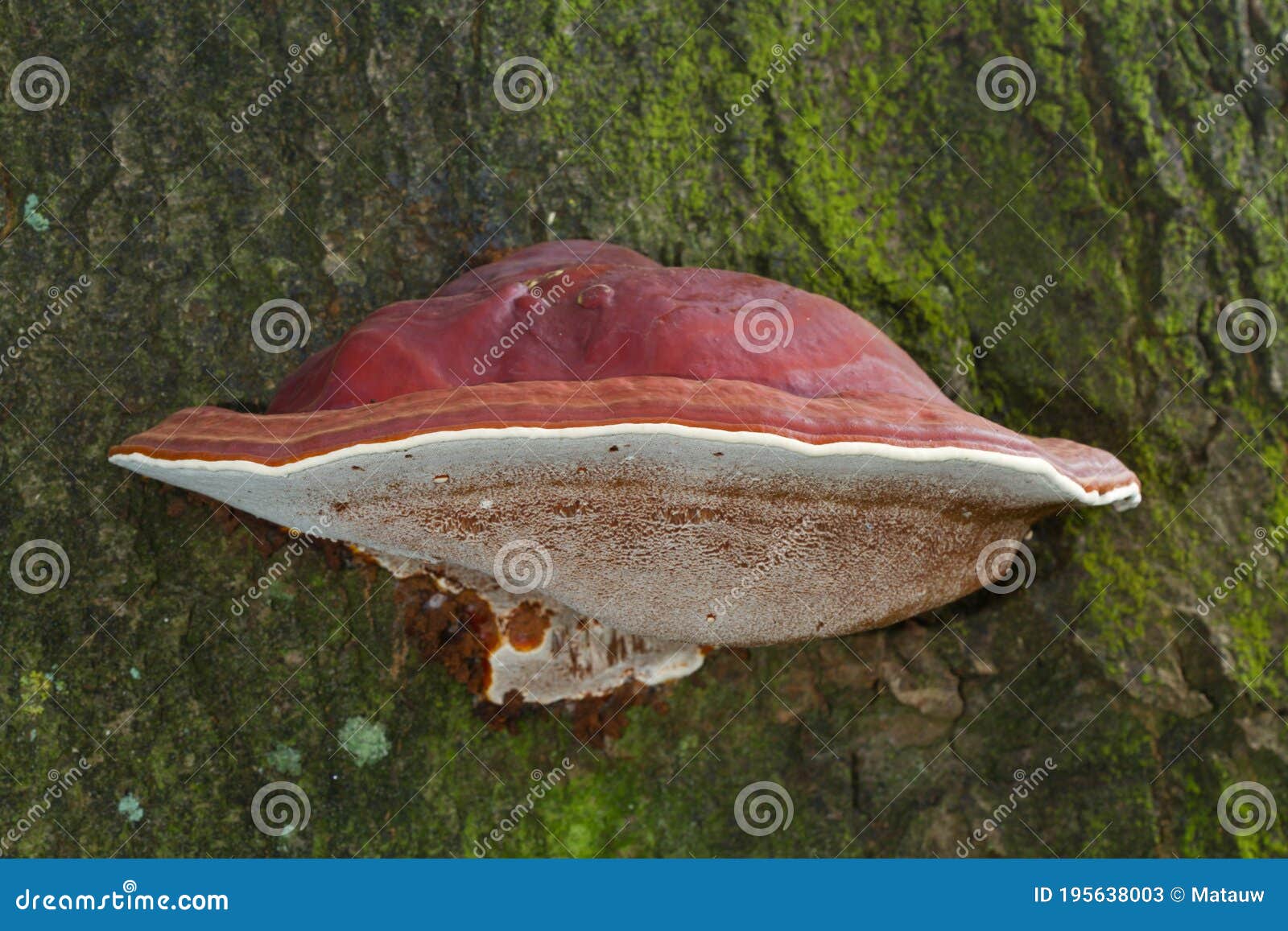 Fruitbody of Ganoderma Lucidum Stock Image - Image of agaricomycetes ...