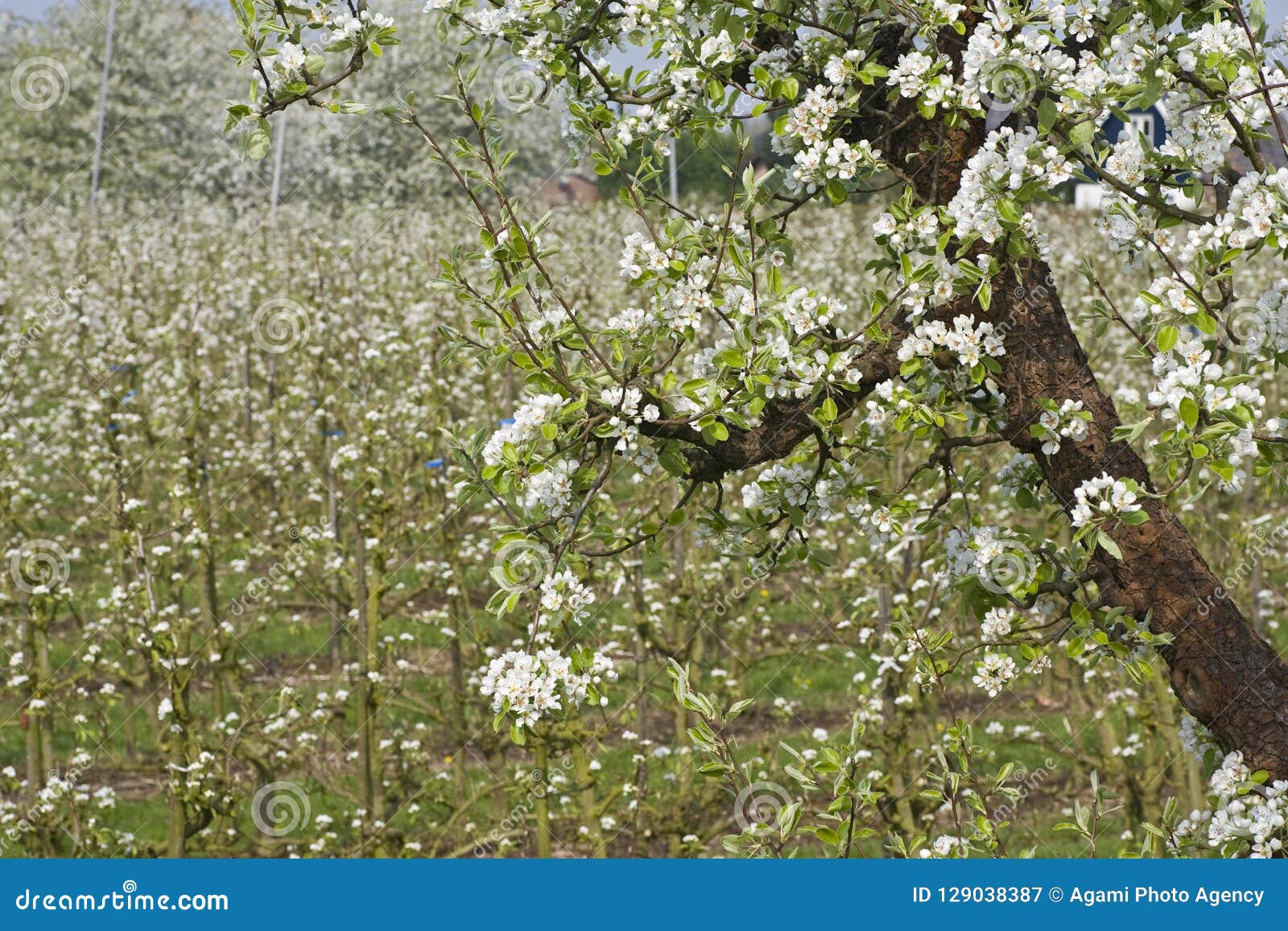 Fruitbomen; Boomgaarden stock afbeelding. Image of mars - 129038387