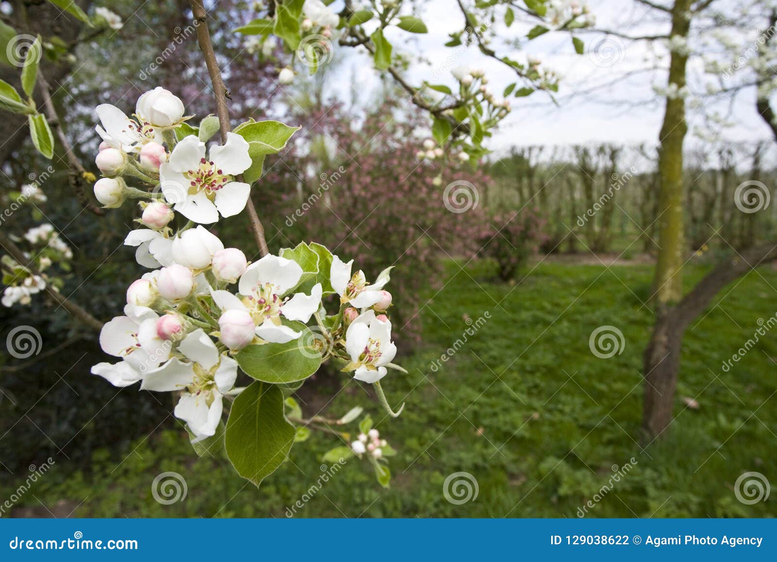 Fruitbomen; Boomgaarden stock foto. Image of landschap - 129038622