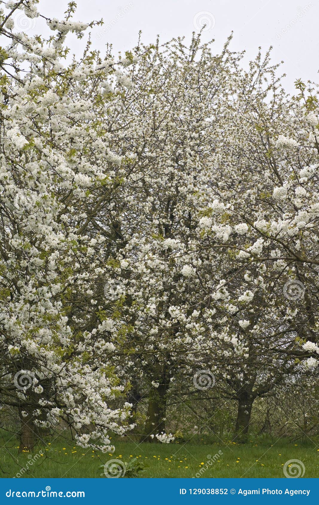 Fruitbomen; Boomgaarden stock foto. Image of landschap - 129038852