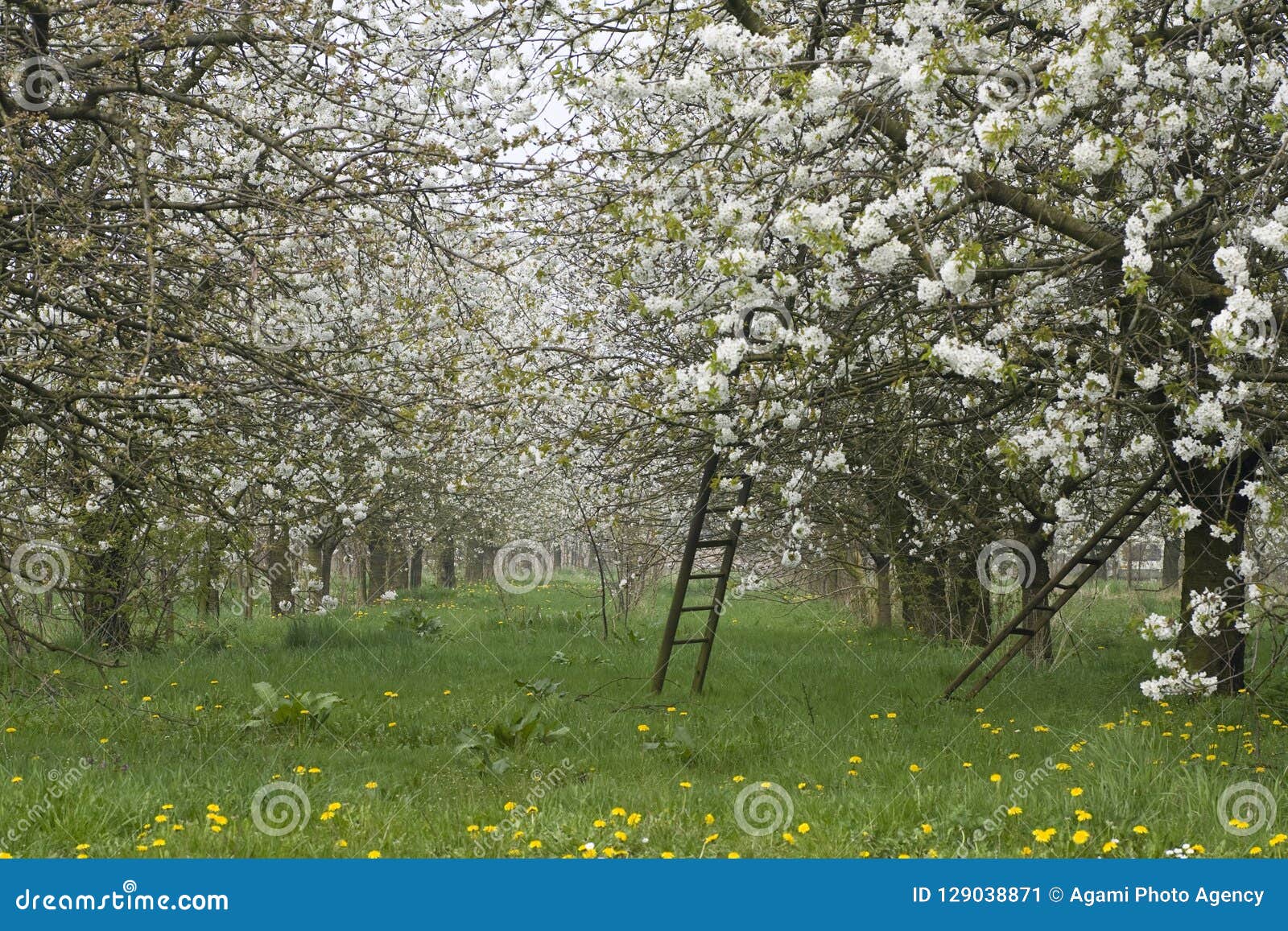 Fruitbomen; Boomgaarden stock afbeelding. Image of boomgaarden - 129038871