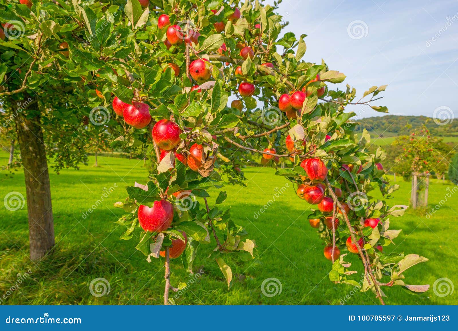 Fruitbomen in Een Boomgaard in Zonlicht in De Herfst Stock Afbeelding ...