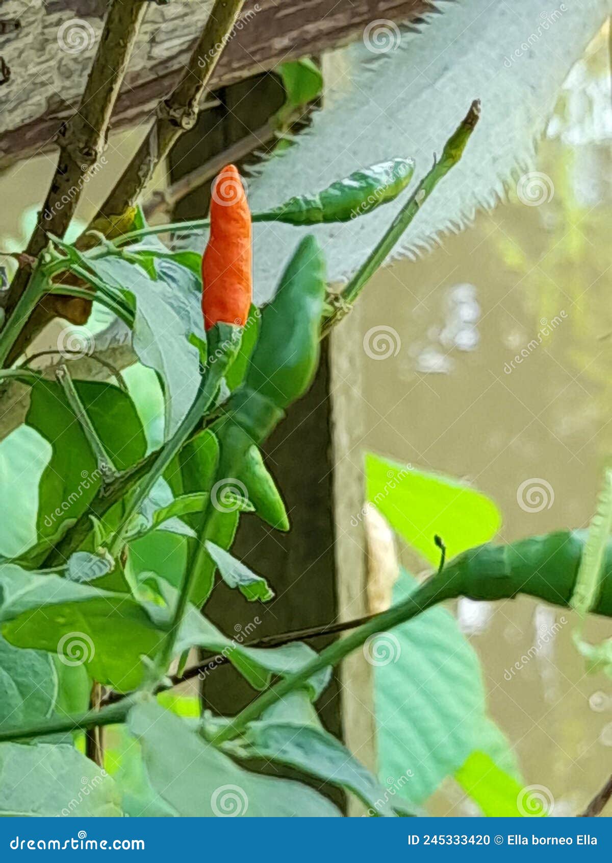 Cili Beauty Color Stock Photos - Free & Royalty-Free Stock Photos from ...