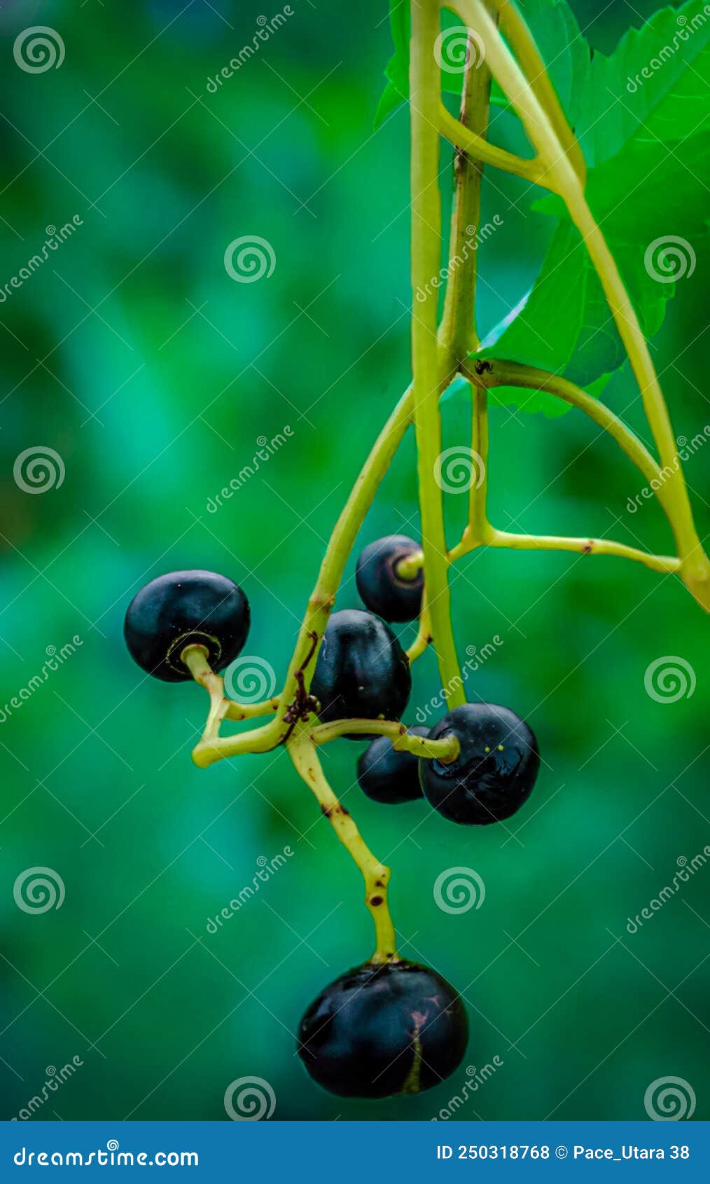 Fruite Grape stock photo. Image of insect, tree, fruit - 250318768