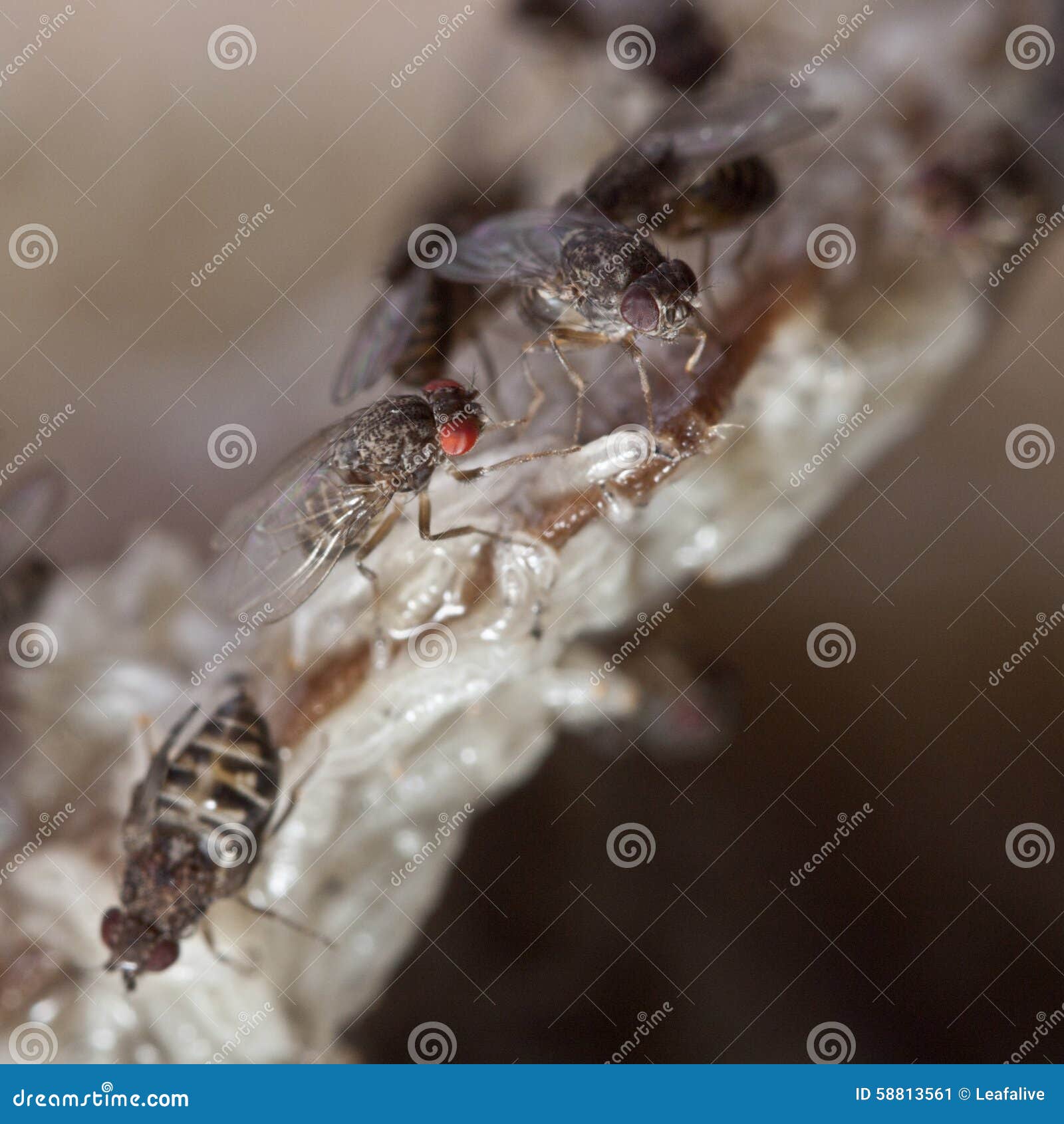 Fruitfly on the Wild Nature (Drosophila Melanogaster) Stock Image ...
