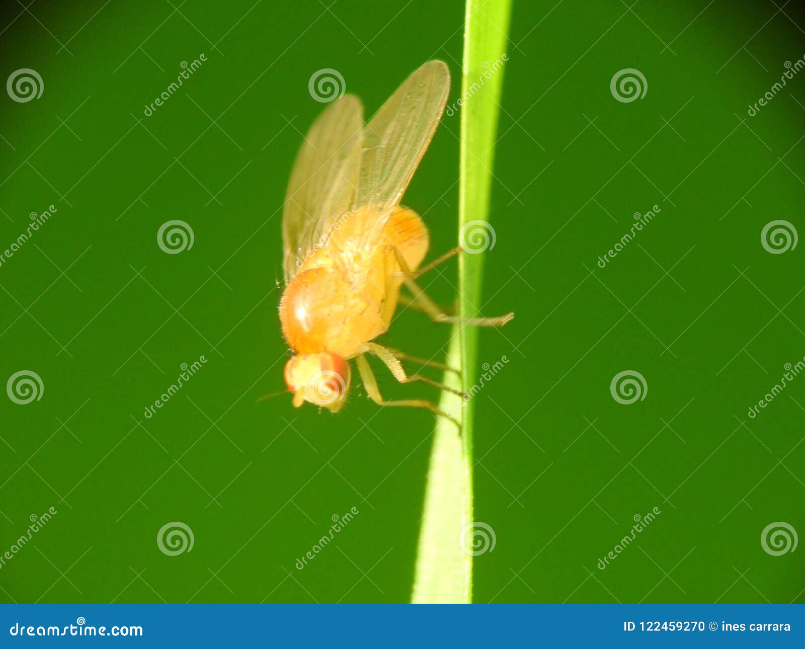 Fruitfly stock photo. Image of fruitfly, yellow, little - 122459270
