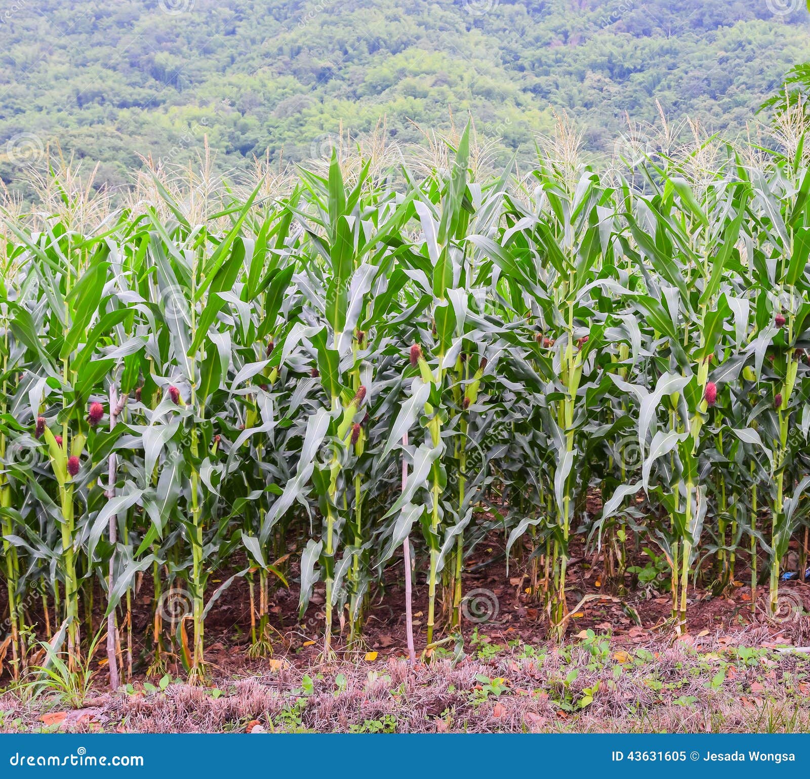 Fruitful Corn Pod on One Corn Stock Image - Image of food, prolific ...