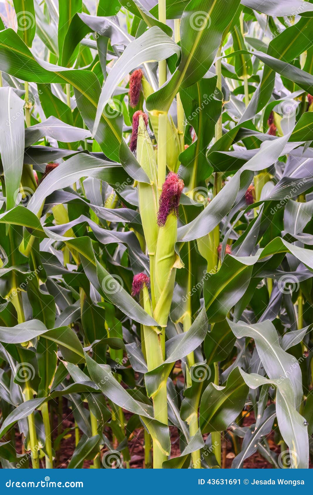 Fruitful Corn Pod on One Corn Stock Image - Image of stalk, mere: 43631691