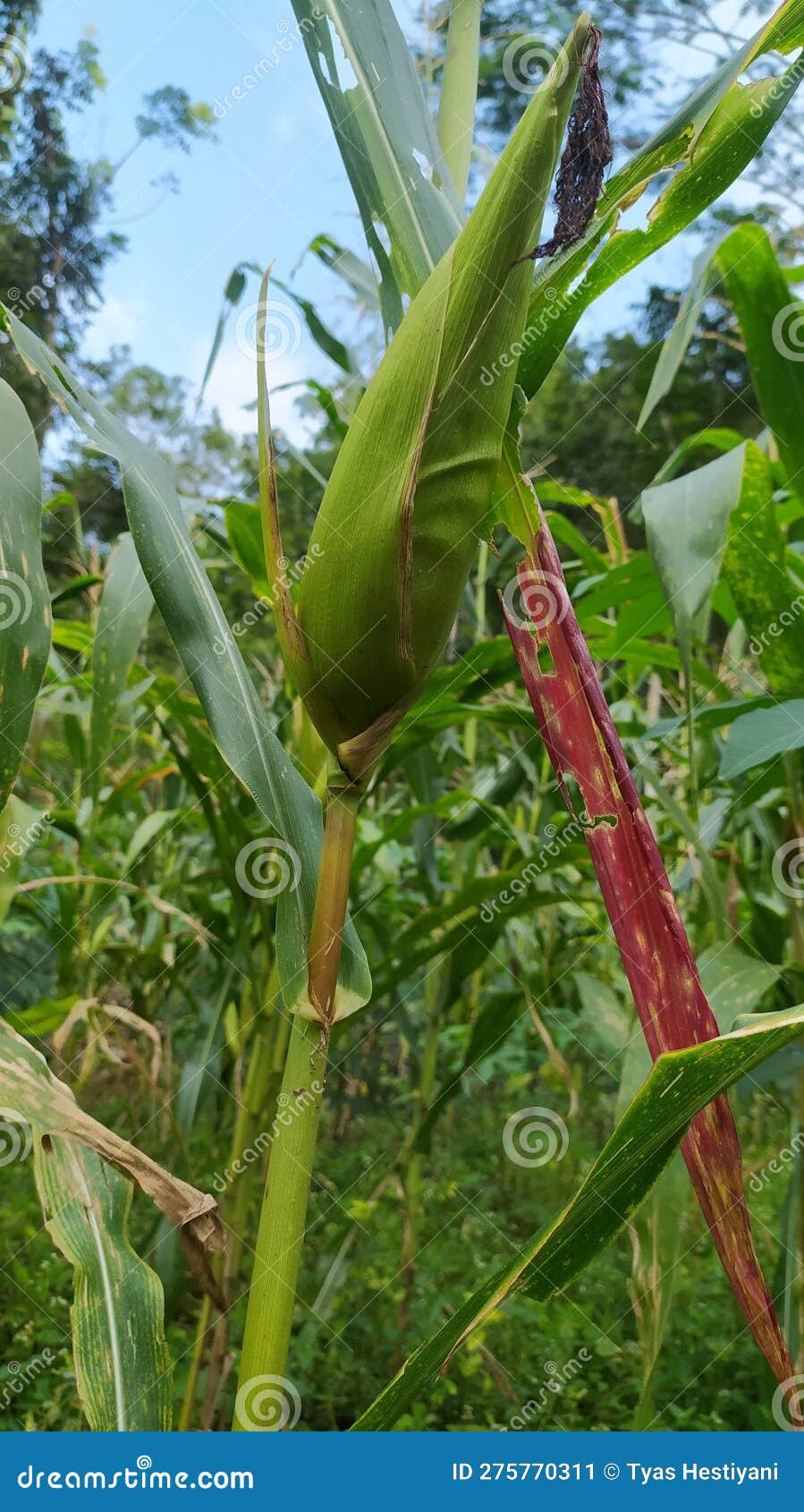 Corn Cob Diameter Stock Photos - Free & Royalty-Free Stock Photos from ...
