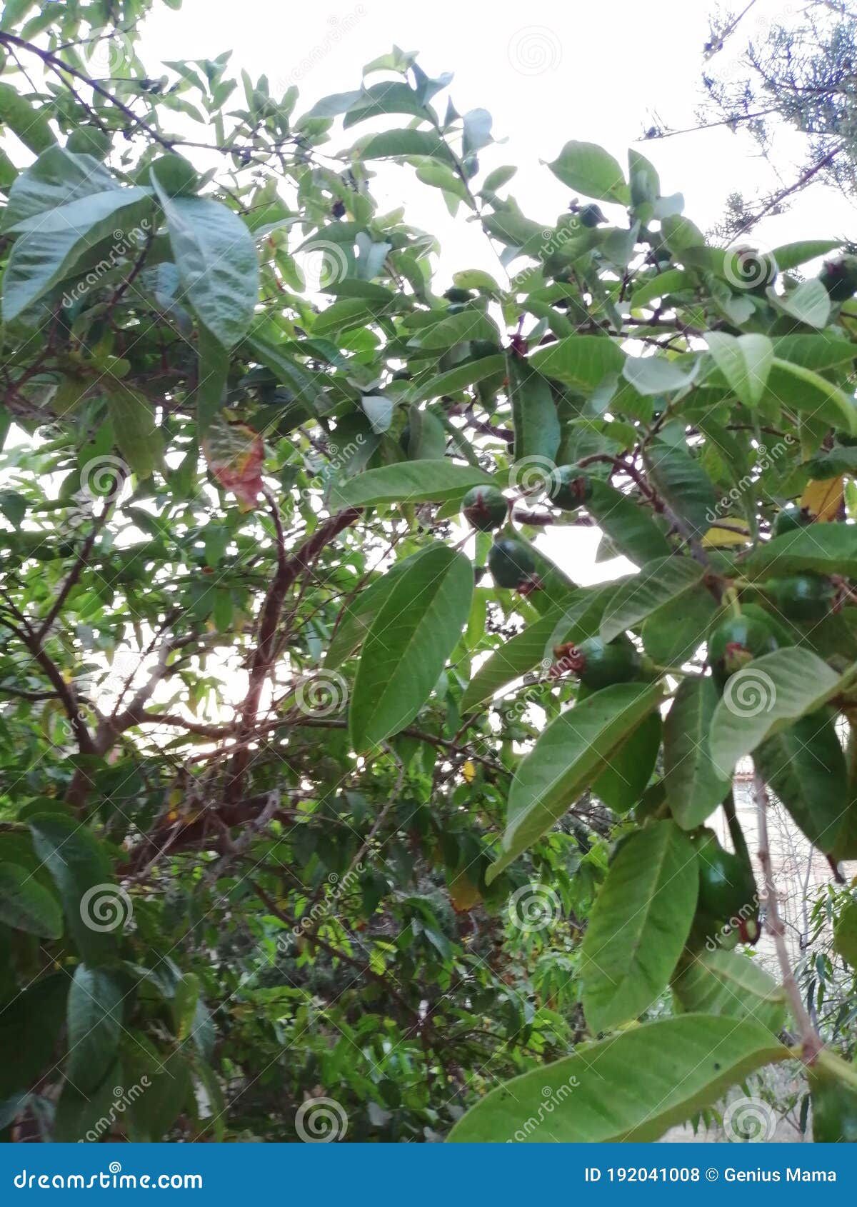Fruitful Guava Fruit Hanging on the Branches of Tree Stock Photo ...