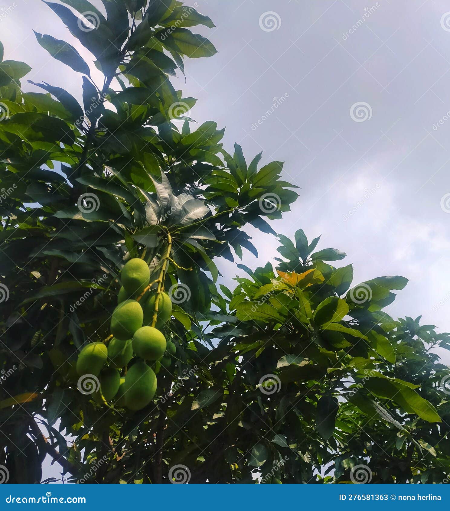 Fruitful mango tree stock image. Image of fruitful, leaf - 276581363