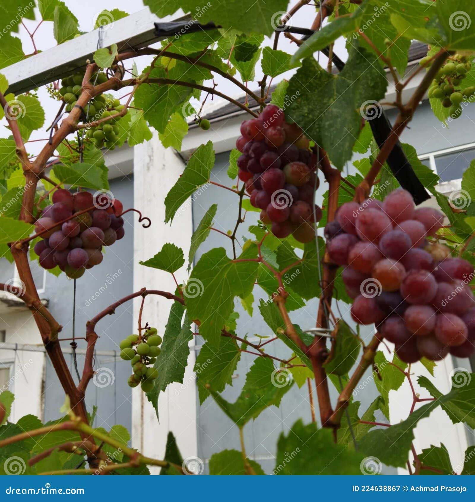 A fruitful vine stock image. Image of tree, agriculture - 224638867