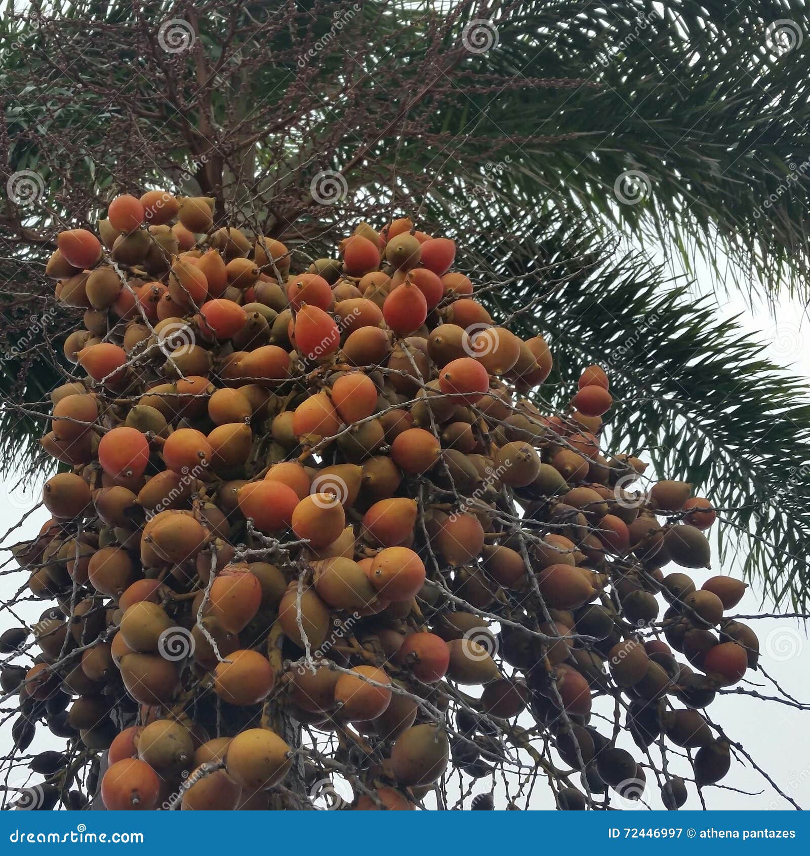 Fruitfull stock image. Image of round, palm, tree, orange - 72446997