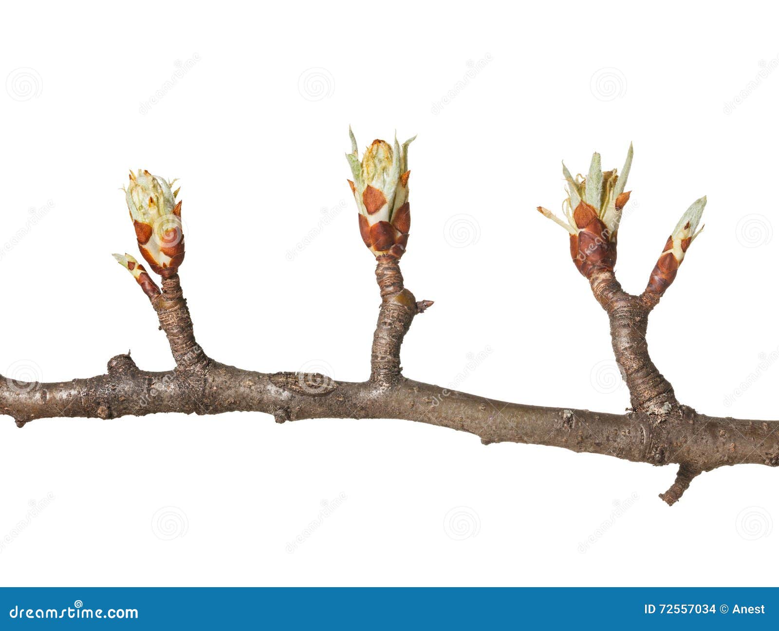 Fruitier buds at spring stock photo. Image of environment - 72557034