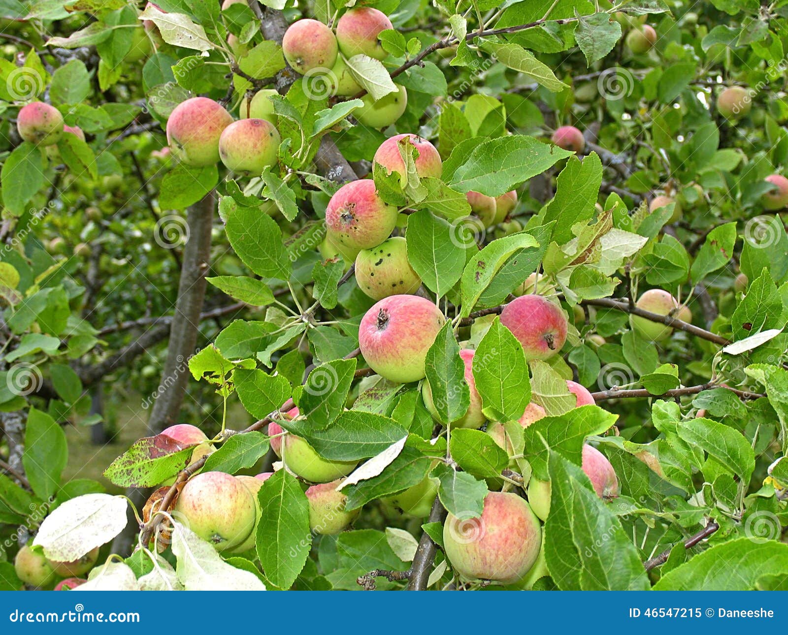 Fruiting Apple Trees in the Garden Stock Image - Image of twigs ...