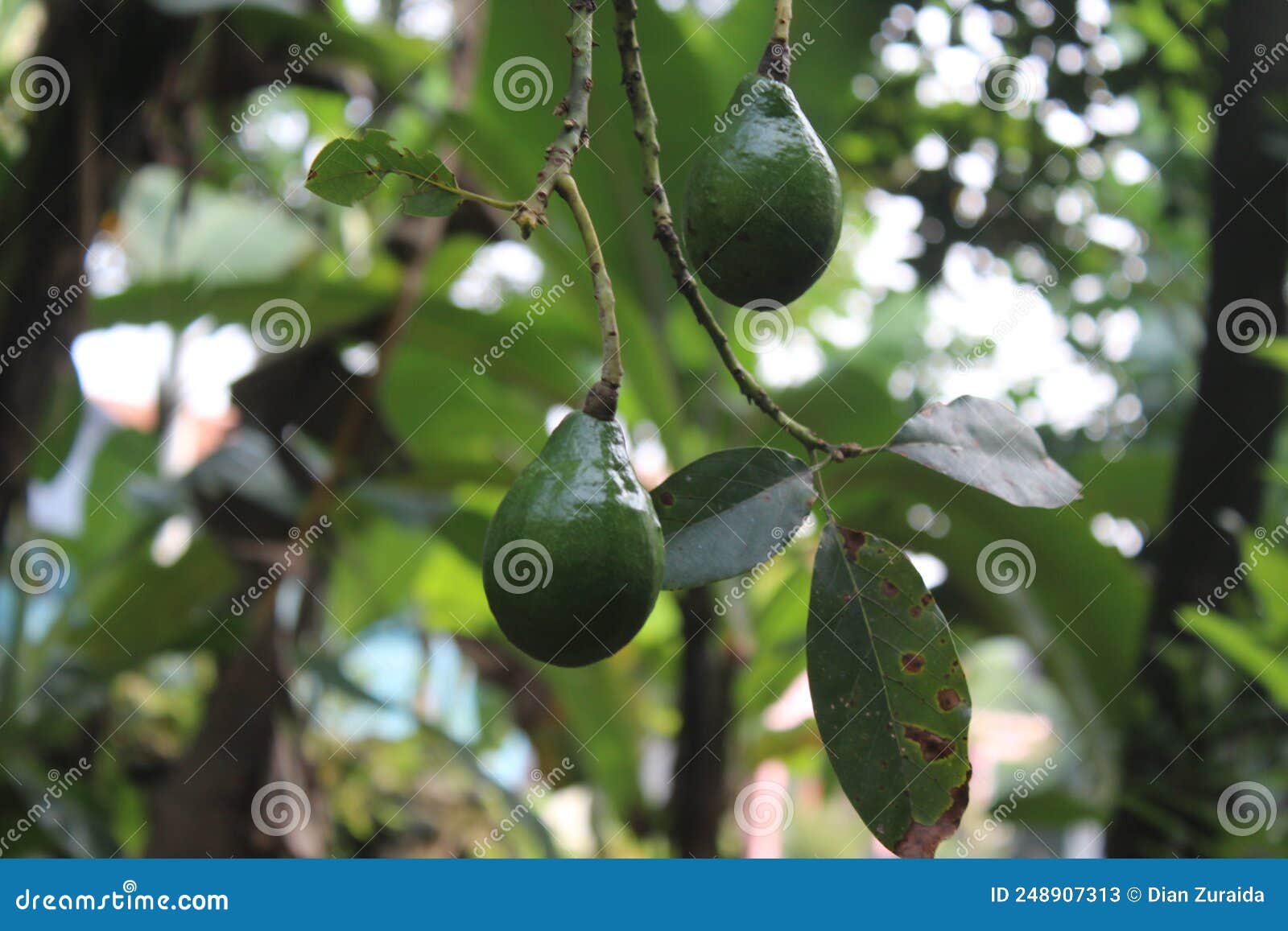 Fruiting avocado plant stock image. Image of plant, vegetable - 248907313