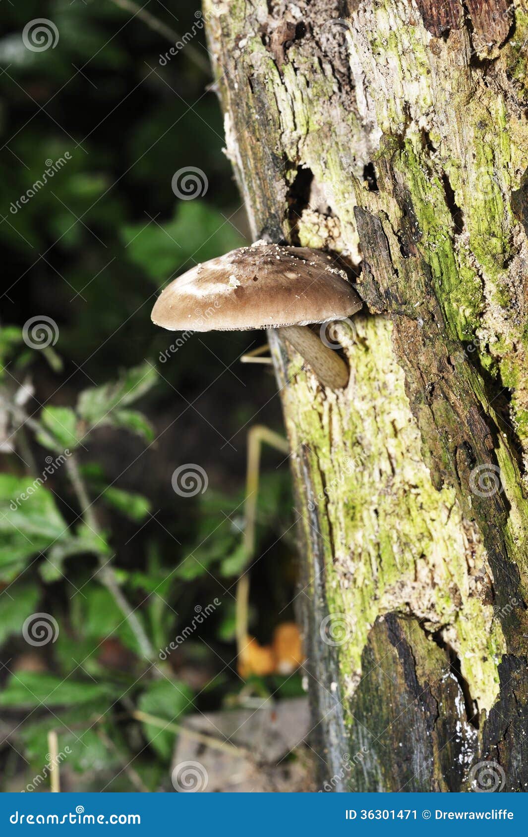 Fruiting Body stock image. Image of autumn, fungus, tree - 36301471