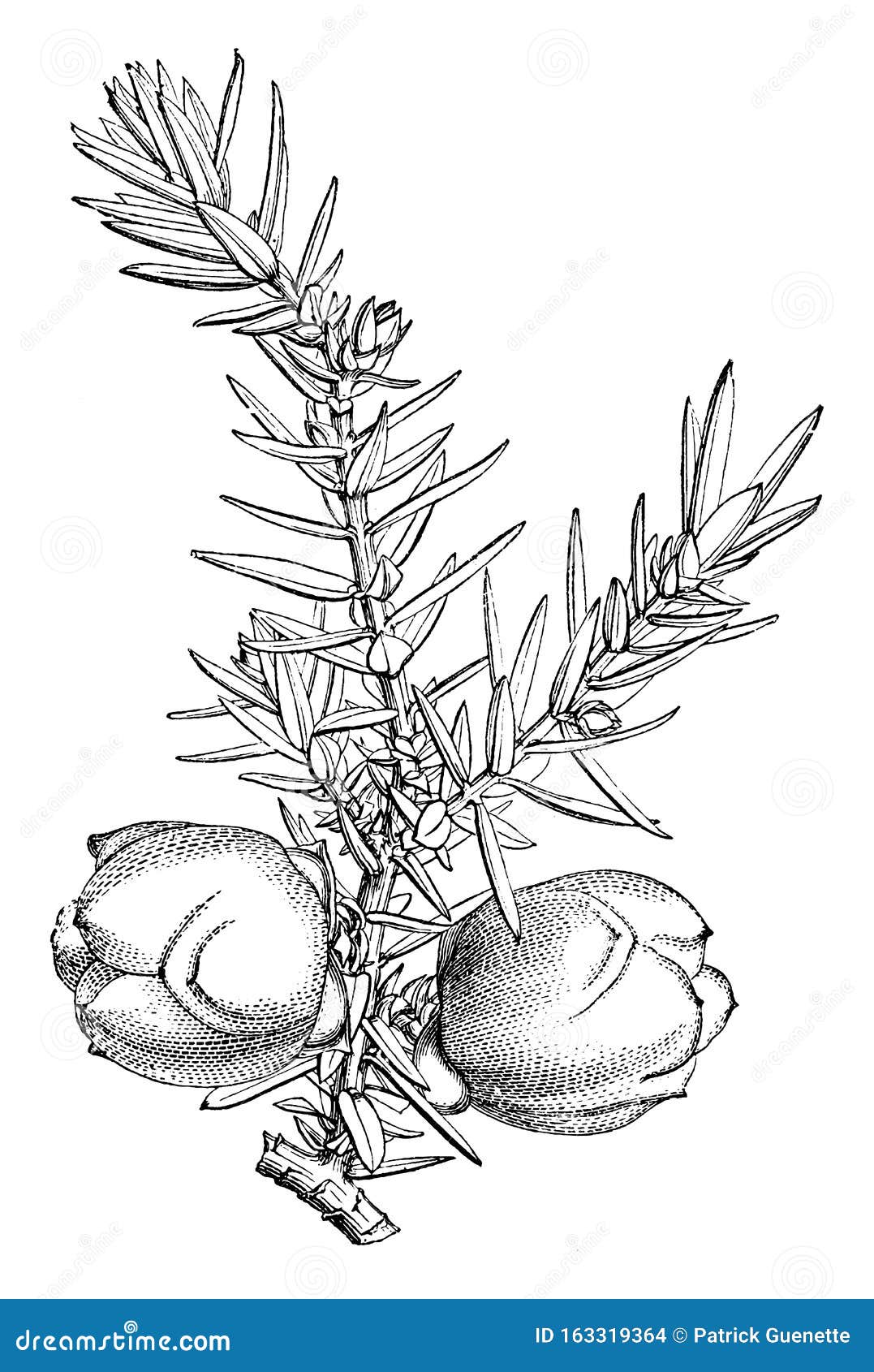Fruiting Branchlet Of Juniperus Drupacea Vintage Illustration ...