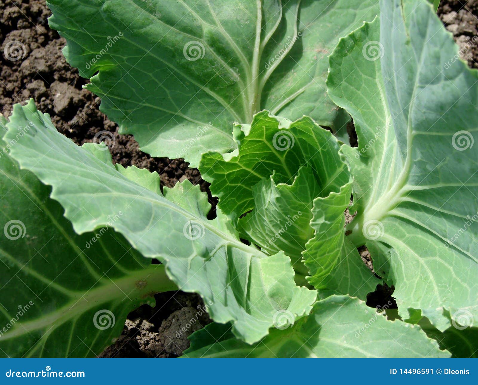 Fruiting cabbage head stock image. Image of nature, patch - 14496591