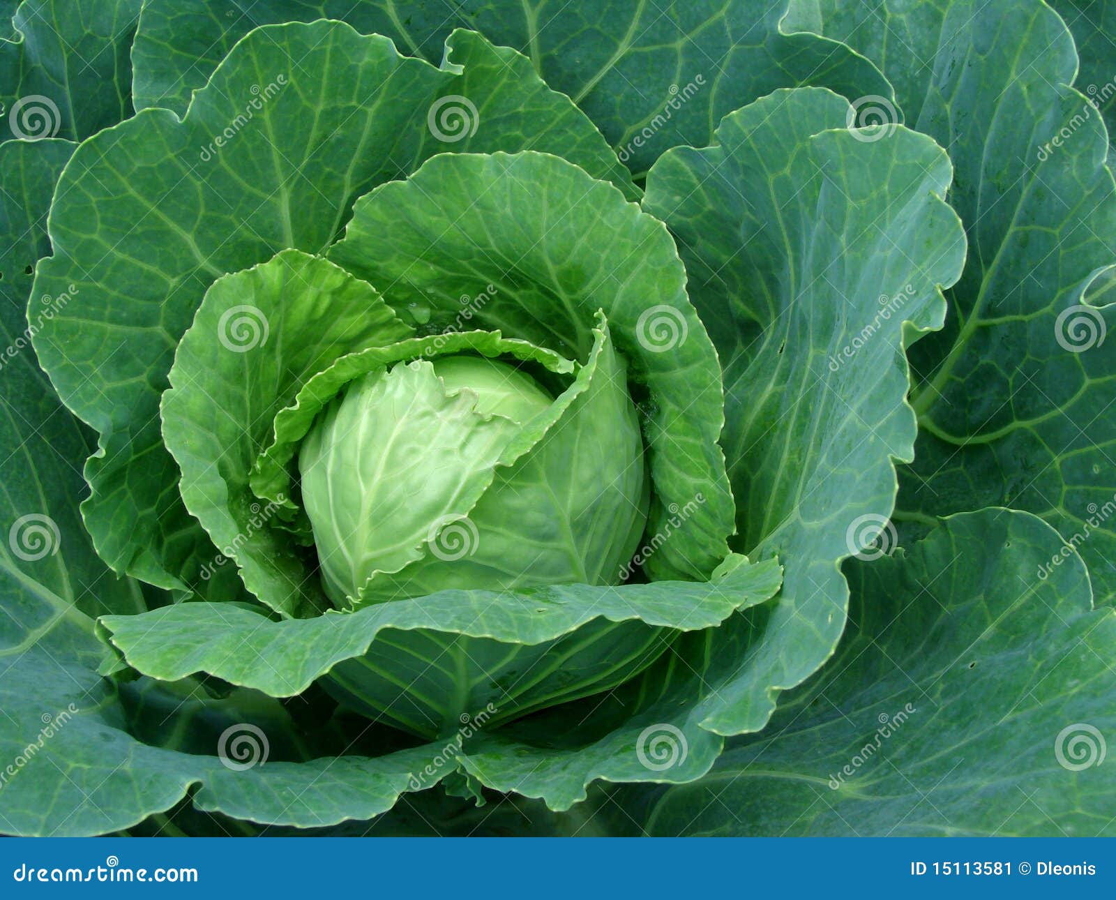 Fruiting cabbage head stock image. Image of growth, farmland - 15113581
