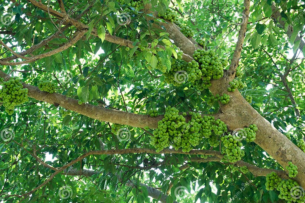 Fruiting Fig Tree in Nature, Cluster Fig Tree, Thailand Fig Tree or Fig ...
