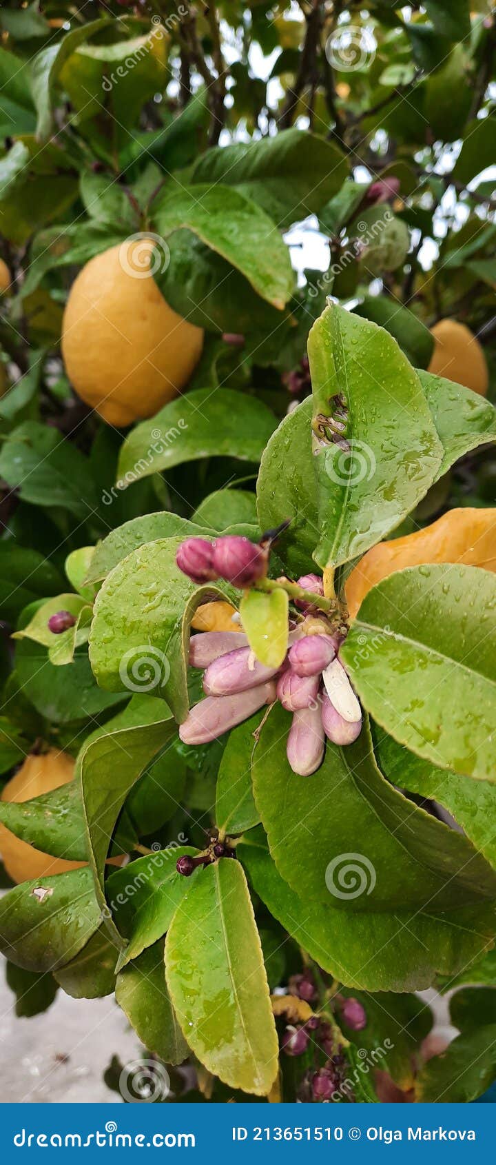 Fruiting and Flowering Lemon Tree Stock Photo - Image of evergreen ...