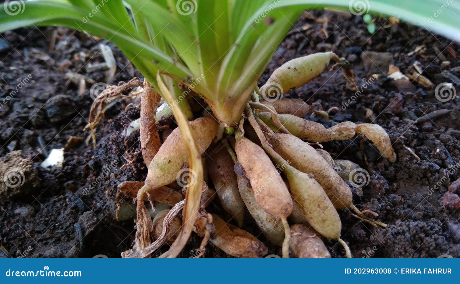 Fruiting Grass on Round Ground Stock Photo - Image of nature, food ...