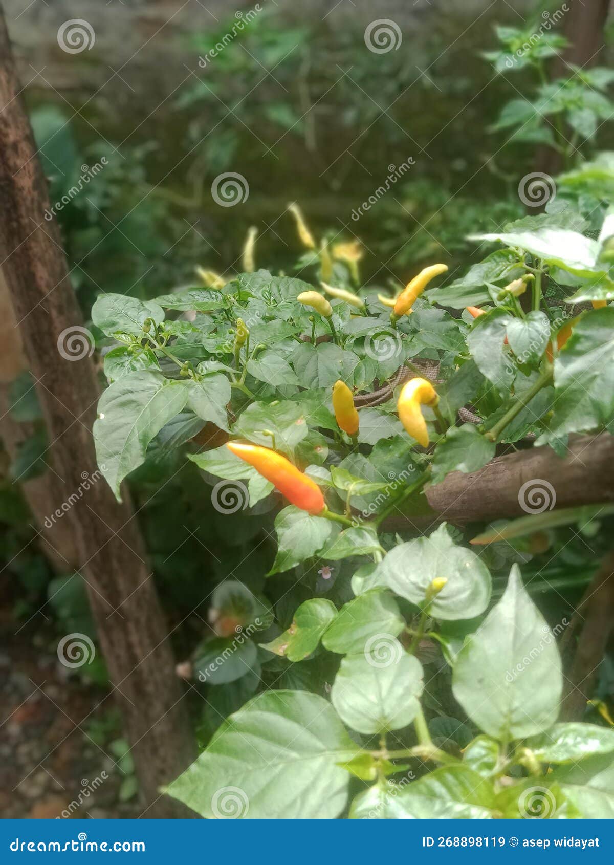 Fruiting Javanese Chili Tree Stock Image - Image of green, jungle ...