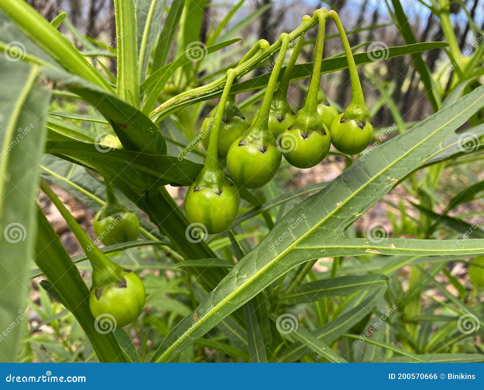 A Fruiting Kangaroo Apple Bush after a Fire Stock Photo - Image of ...