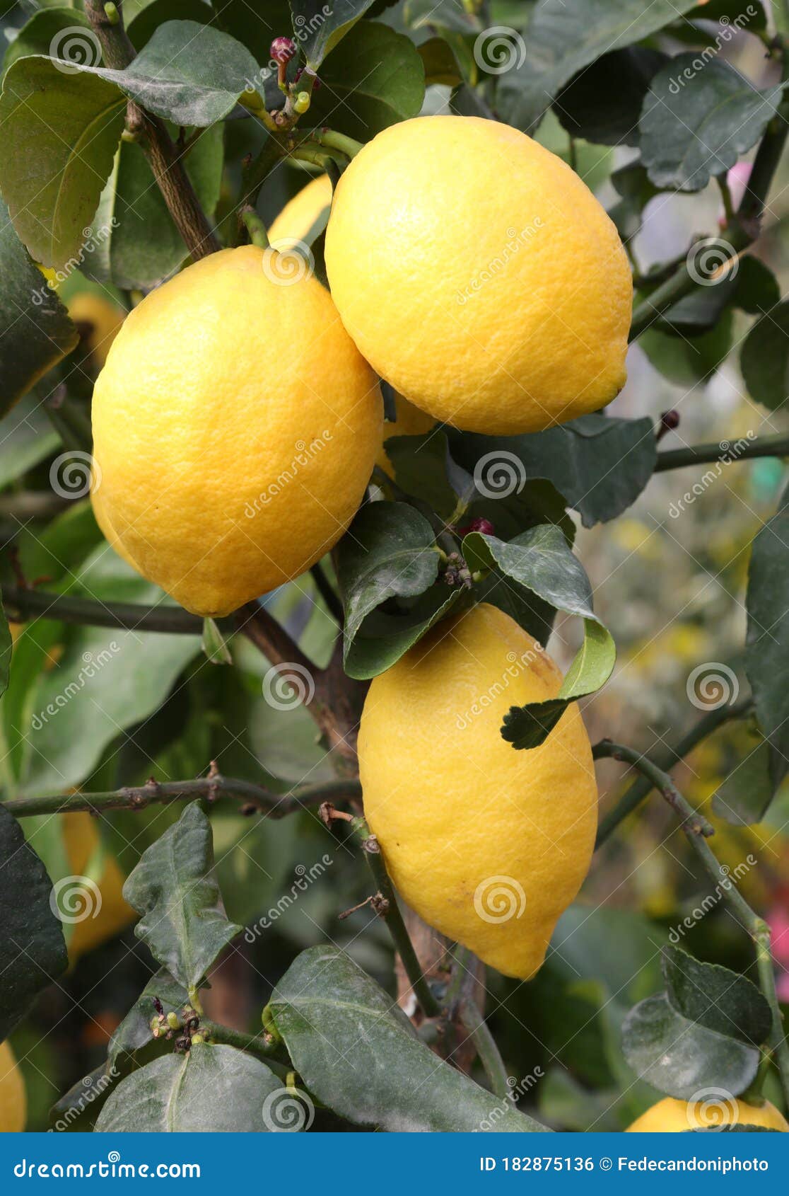 Fruiting lemon tree stock photo. Image of friut, fruiting - 182875136