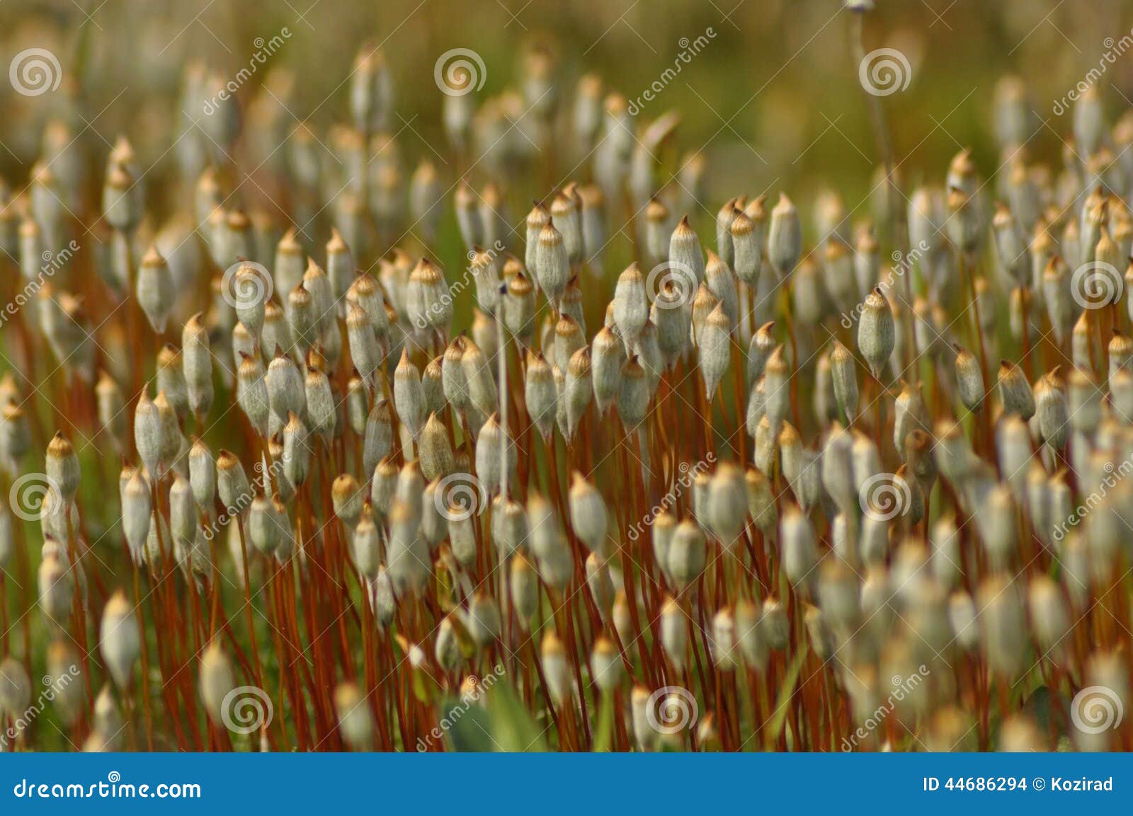 Fruiting Moss. Closeup of a Single Structural Elements Moss Stock Photo ...