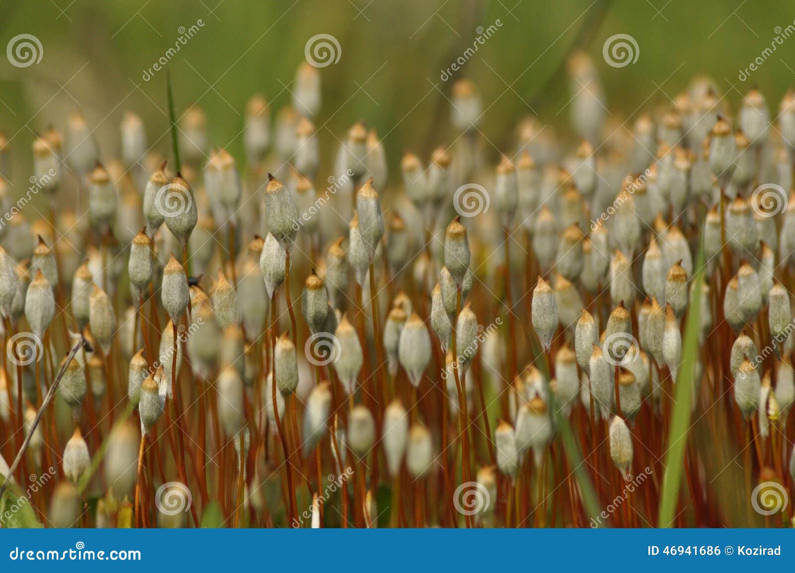 Fruiting Moss. Closeup of a Single Structural Elements Moss Stock Photo ...
