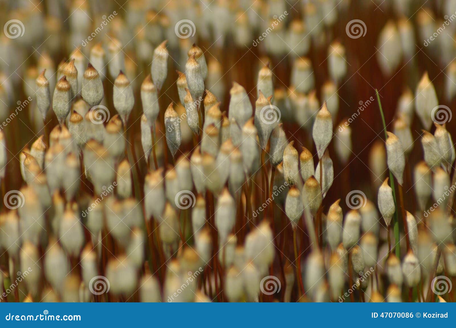 Fruiting Moss Closeup Single Structural Elements Moss Macro Stock ...