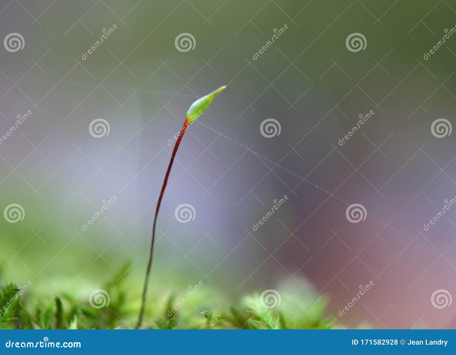 Fruiting Moss Stem Holding by only One Spider Silk Thread Stock Photo ...