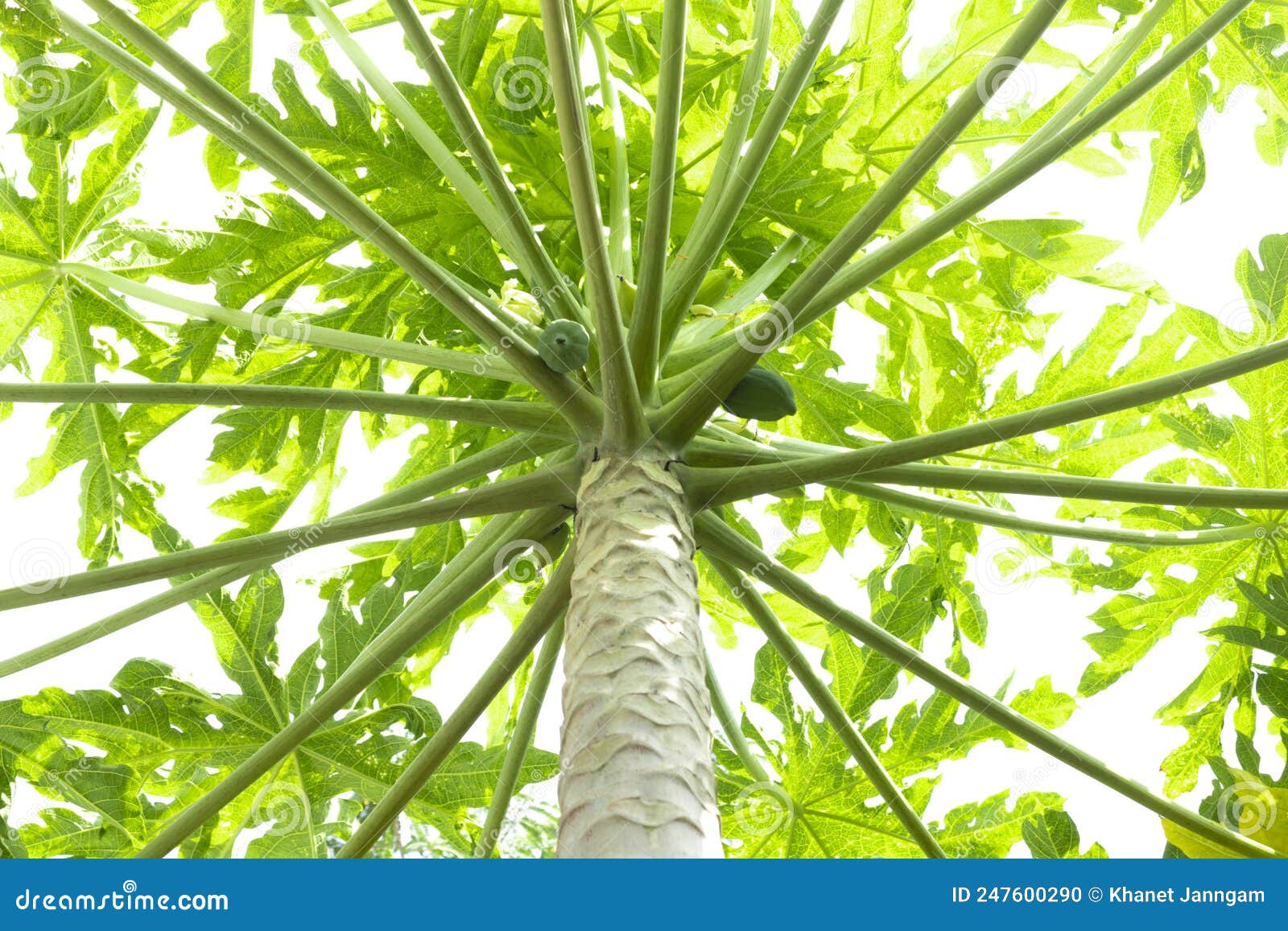 The Fruiting Papaya Tree and the Branches of the Papaya Tree Stock ...