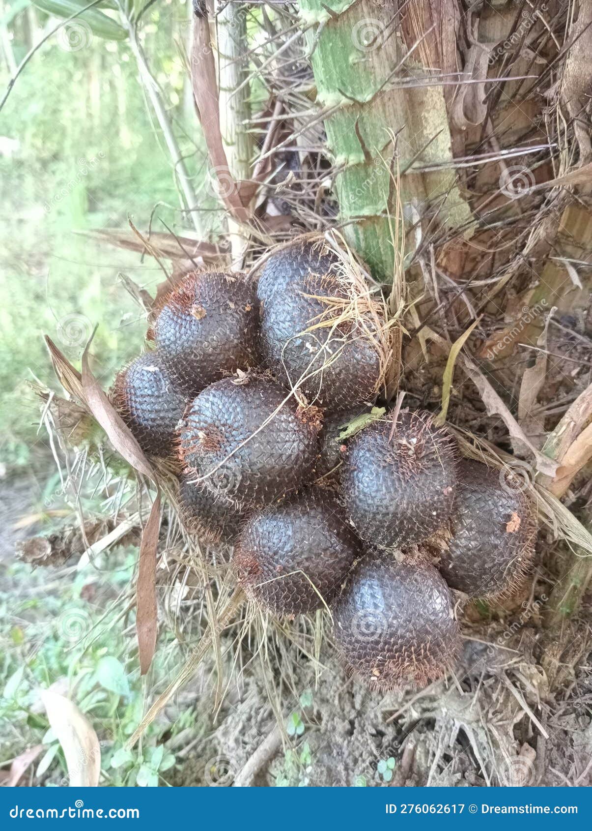 Salak Tree Salacca Zalacca Sweet Variety Fruit Stock Photography ...