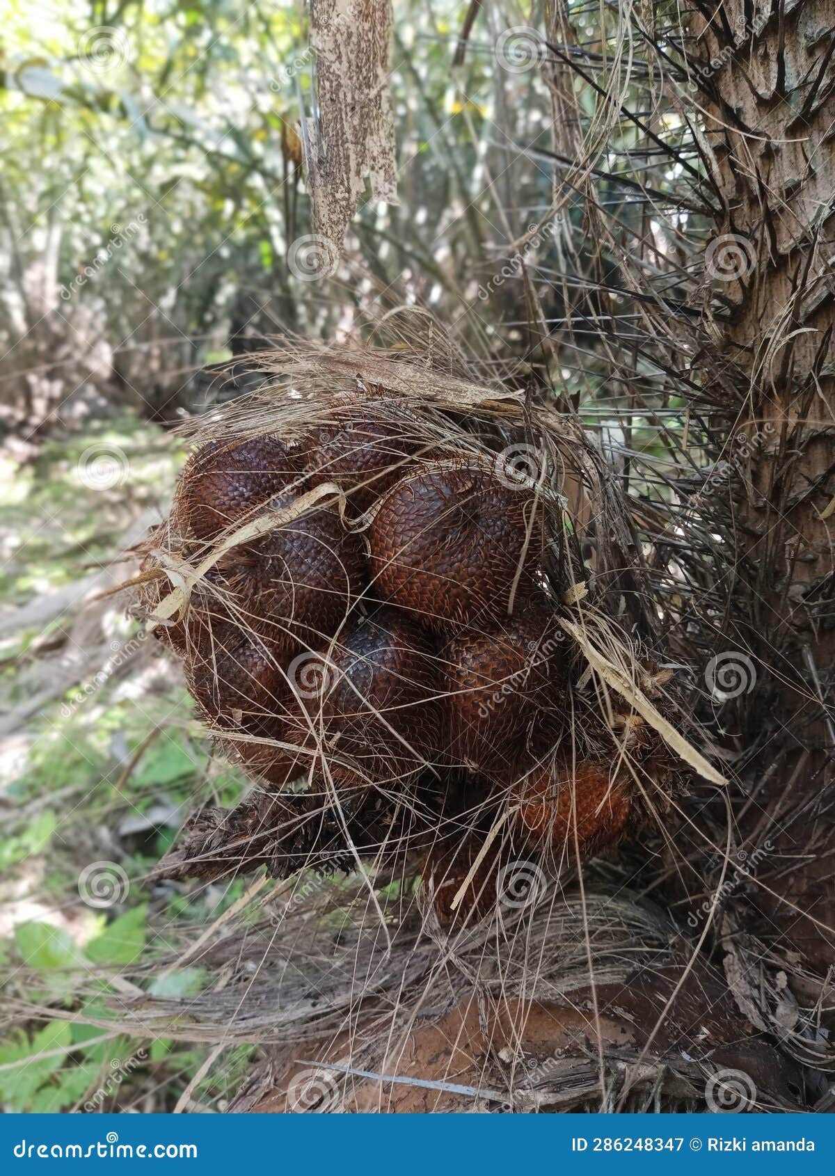 Fruiting salak tree stock image. Image of pohon, berbuah - 286248347