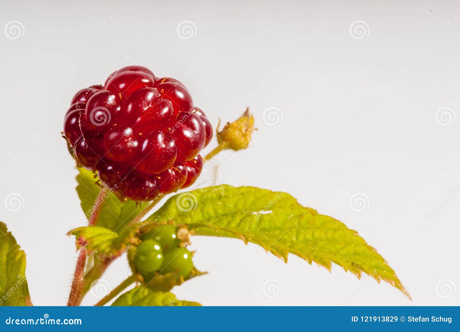 Rubus Pubescens - Trailing Raspberry Stock Image - Image of leaved ...