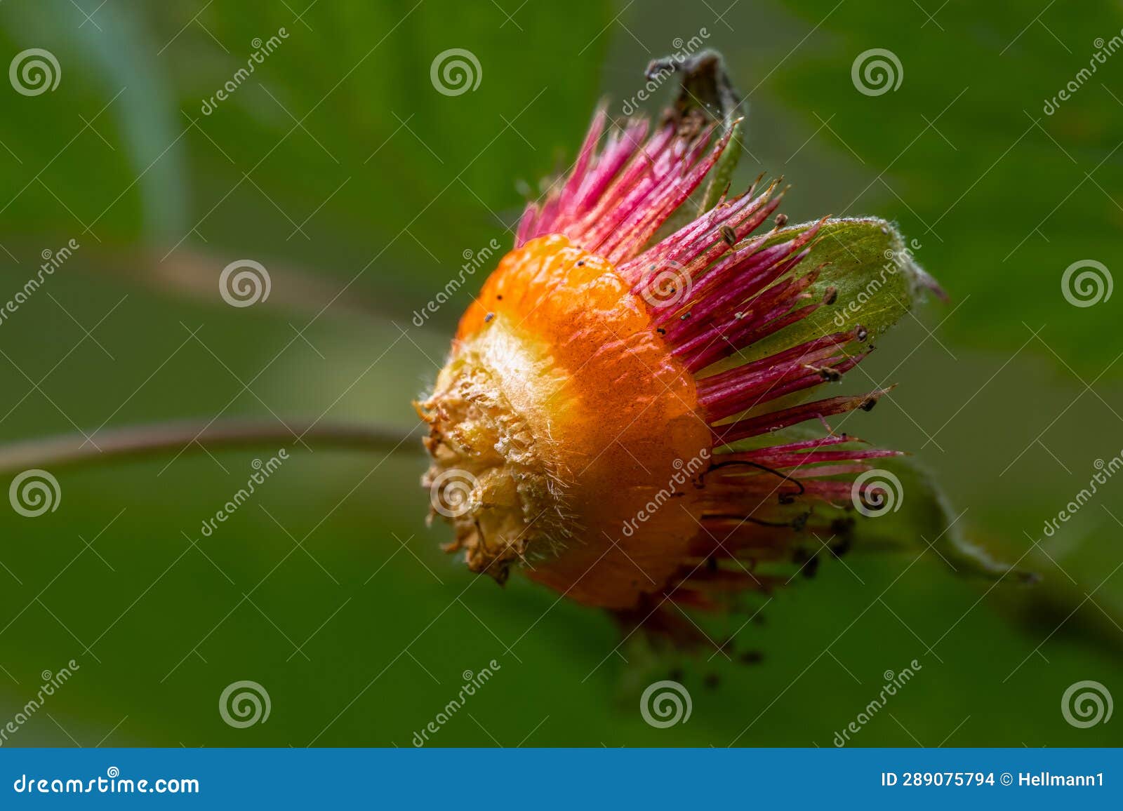 Fruitless Salmonberry stock photo. Image of nature, candid - 289075794